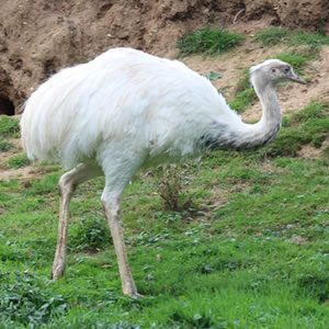 Rhea - Jimmys Farm, Zoo & Wildlife Park