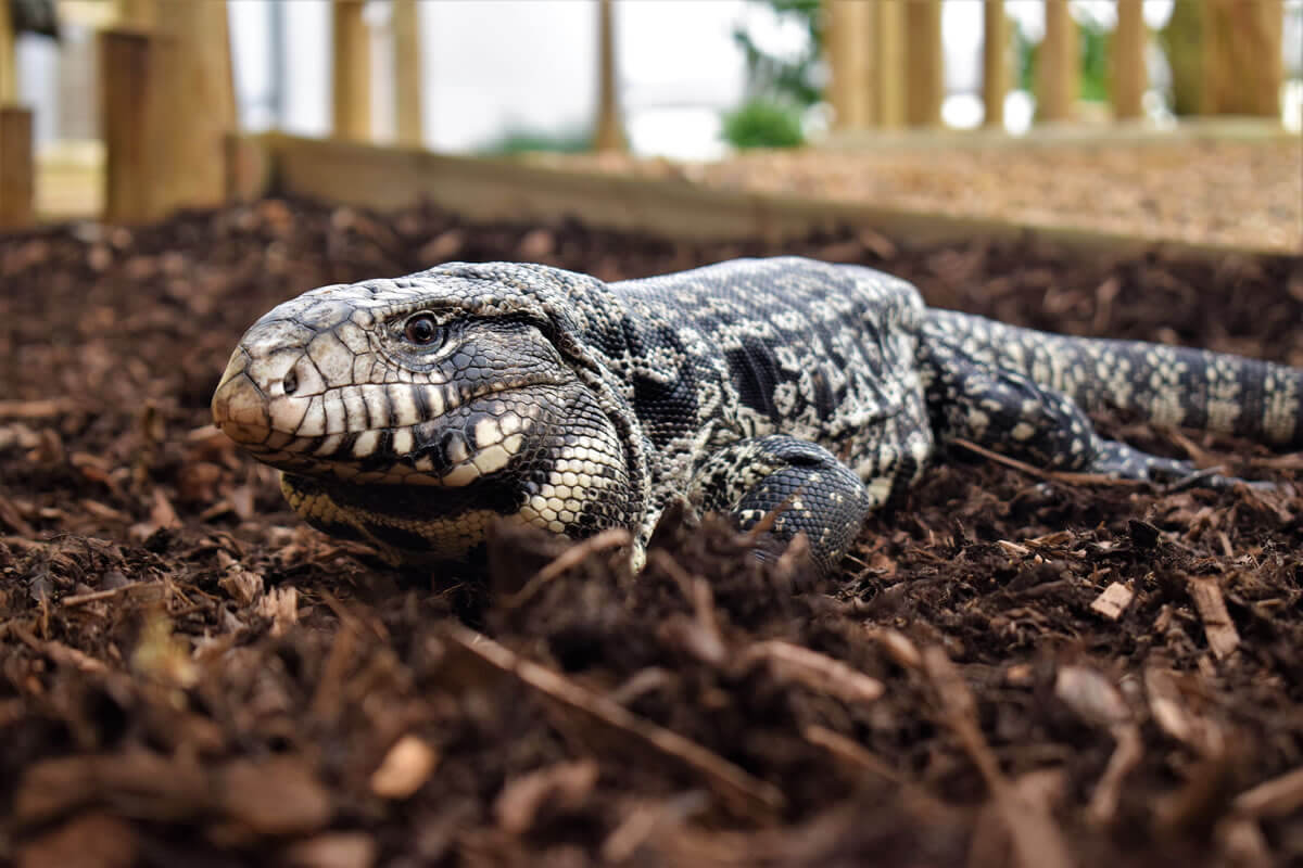 Argentine Black & White Tegu - Jimmys Farm, Zoo & Wildlife Park