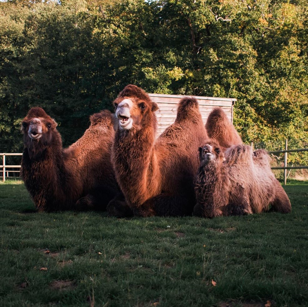 Bactrian Camels