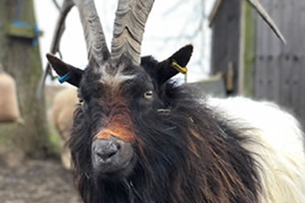 Rare Breeds at JFWP - Jimmys Farm, Zoo & Wildlife Park