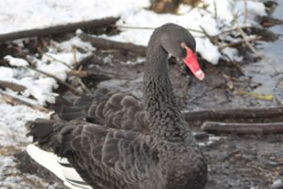 Black Swan - Jimmys Farm, Zoo & Wildlife Park