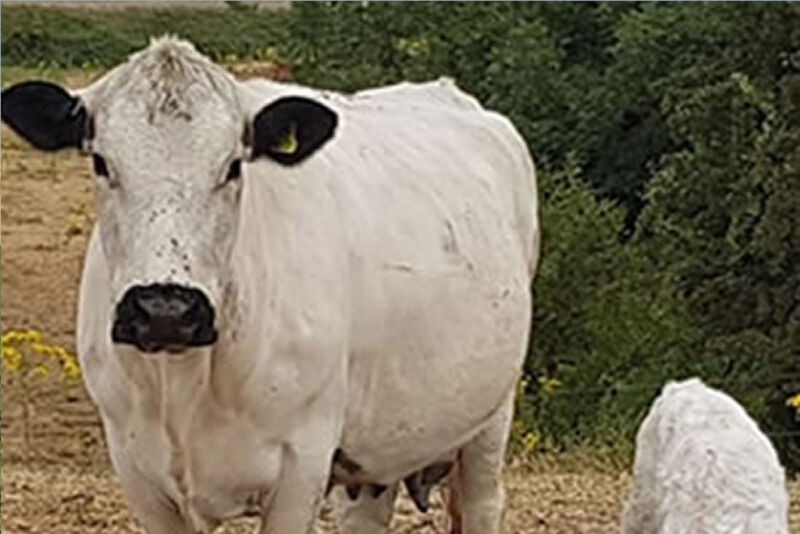 Rare Breeds at JFWP - Jimmys Farm, Zoo & Wildlife Park