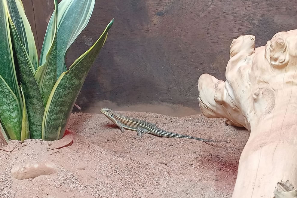 Highland Cow - Jimmys Farm, Zoo & Wildlife Park
