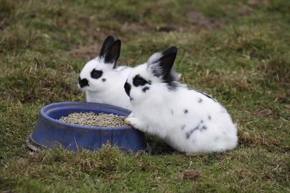 Rabbit - Jimmys Farm, Zoo & Wildlife Park
