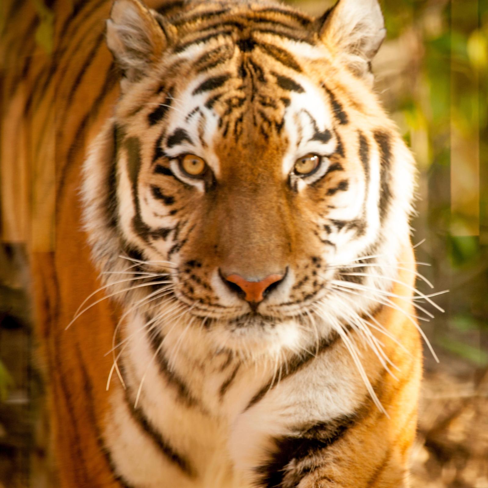 Map of Jimmy's Farm & Wildlife Park. Illustrated layout.