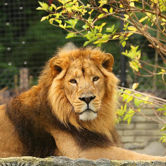 Guanaco - Jimmys Farm, Zoo & Wildlife Park