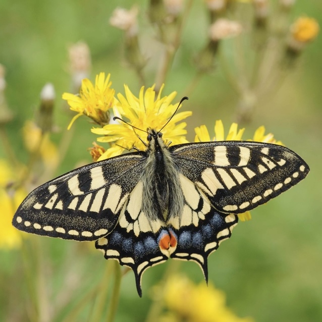 Map of Jimmy's Farm & Wildlife Park. Illustrated layout.