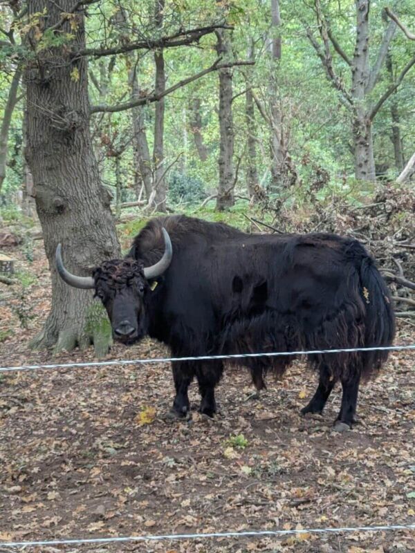 Domestic Yak - Jimmys Farm, Zoo & Wildlife Park