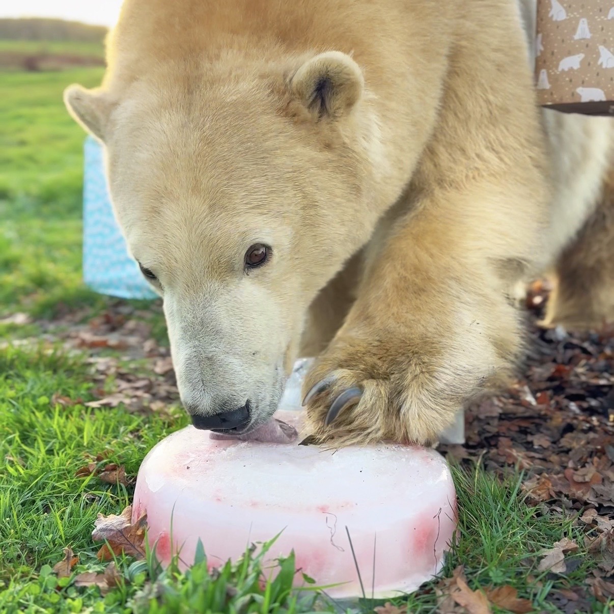We Celebrate Major Milestone as Ewa, the UK’s Oldest Polar Bear, Turns ...
