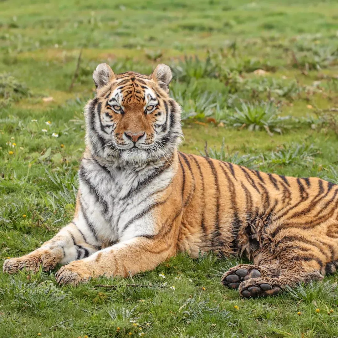 Animal Experiences at Jimmy's Farm & Wildlife Park Ipswich Suffolk